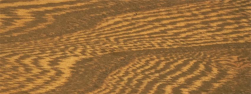 OCS Sample - Elm - 120 Husk